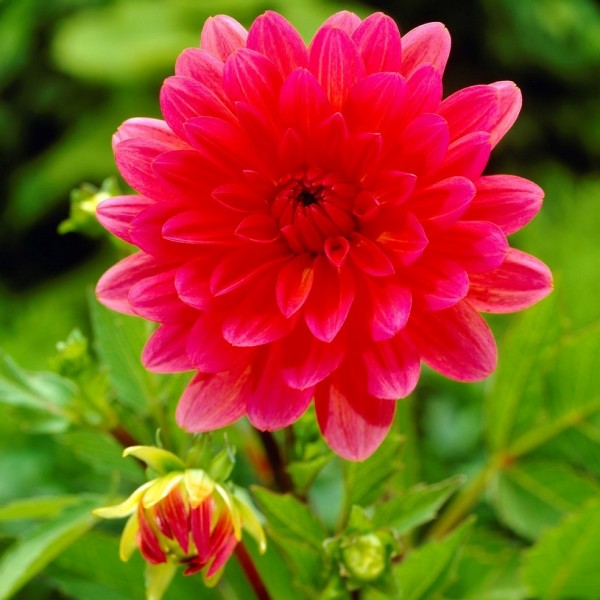 Fuchsia shrubs for sale UK | Fuchsia plants UK delivery