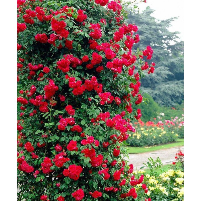 Climbing Rose Ascending 'Crazy in Love' RED