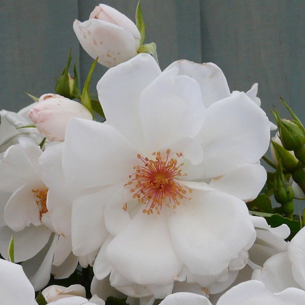 Climbing Rose - Starlight Symphory