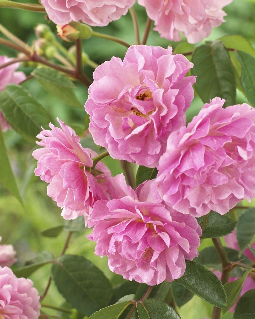 Rose Cornelia - Shrub Rose