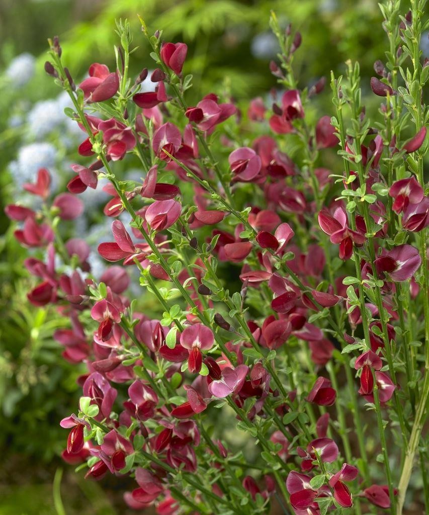Cytisus Boskoop Ruby - Broom - LARGE