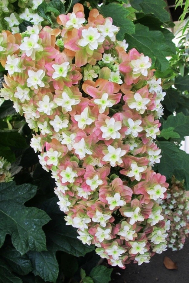 Hydrangea quercifolia Snow Flake - Oak-Leaved Hydrangea - LARGE