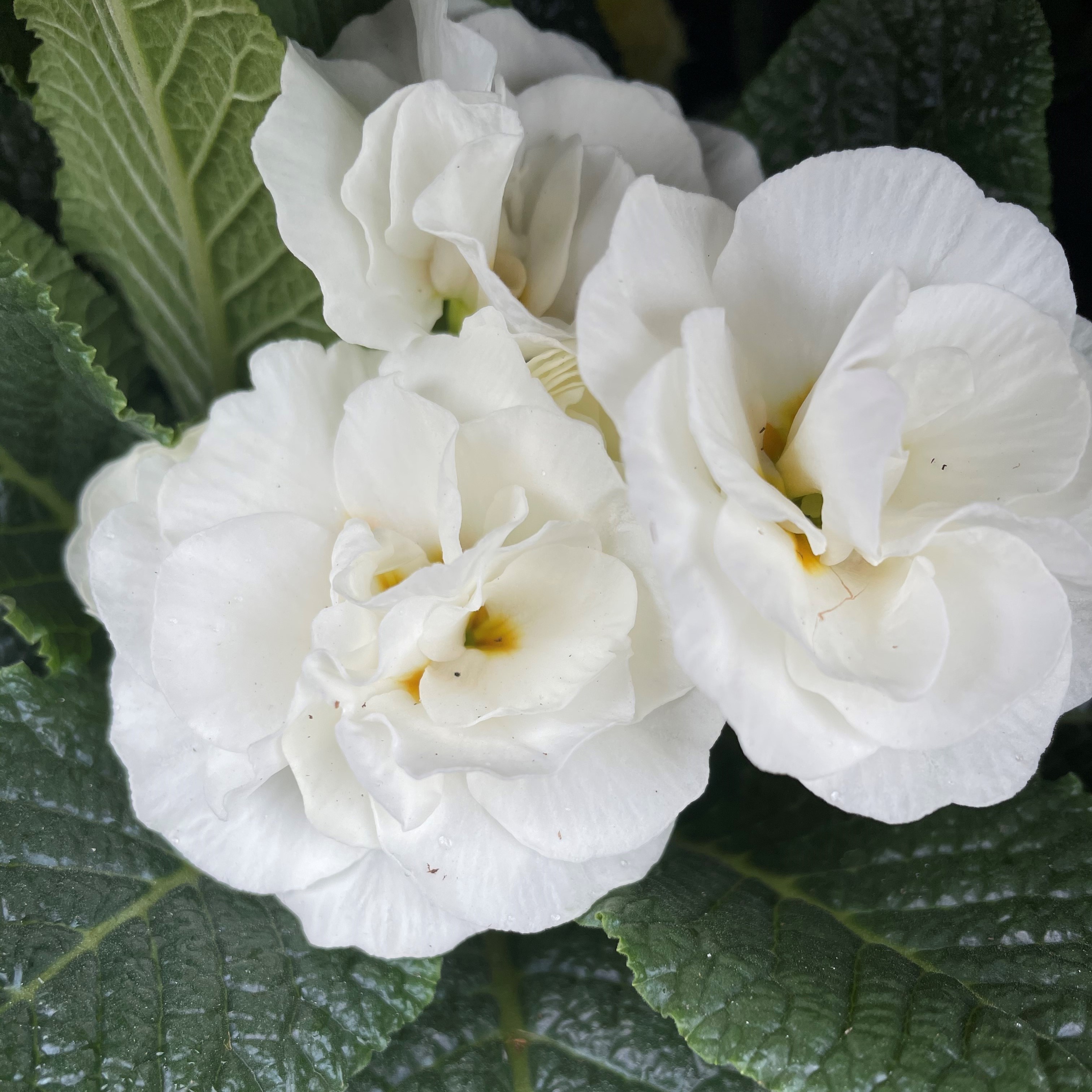 Primula acaulis Princess - Double Primroses in Assorted Colours