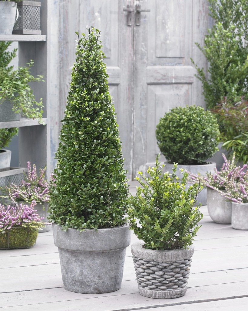Topiary Ilex Crenata 'Dark Green' 50-60cm Pyramid