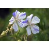 Geranium pratense Splish Splash - Cranesbill