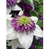 Clematis florida Vienetta - Summer Flowering Clematis