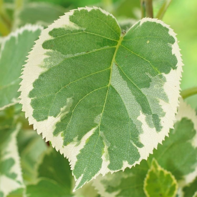 Hydrangea petiolaris Silver Lining - Variegated Climbing Hydrangea