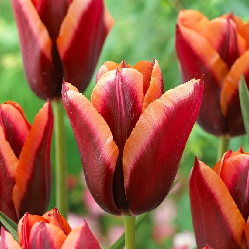 Tulip Mutova (Slawa)