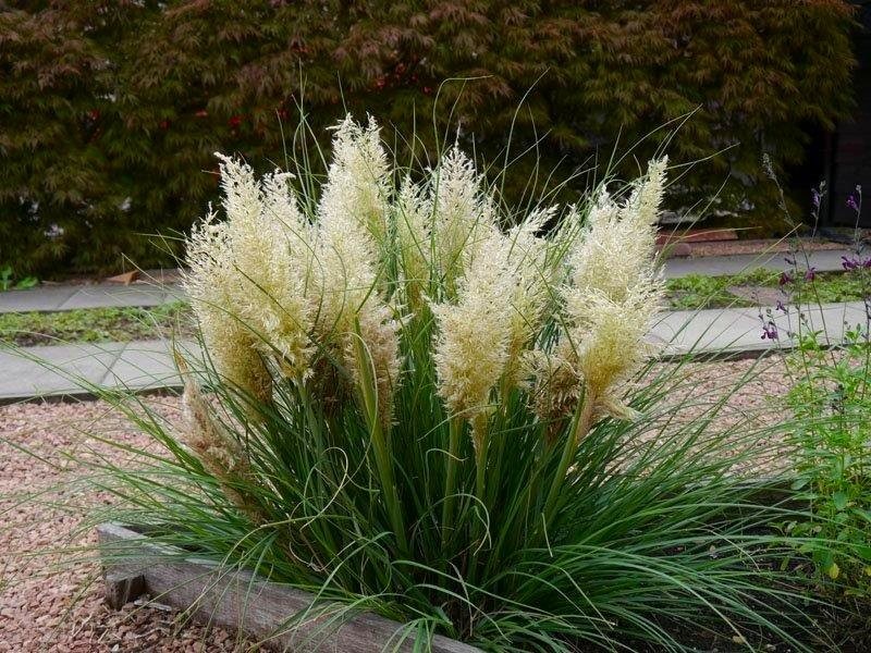 Super Dwarf Pampas Grass Cortaderia Selloana Tiny Pampa