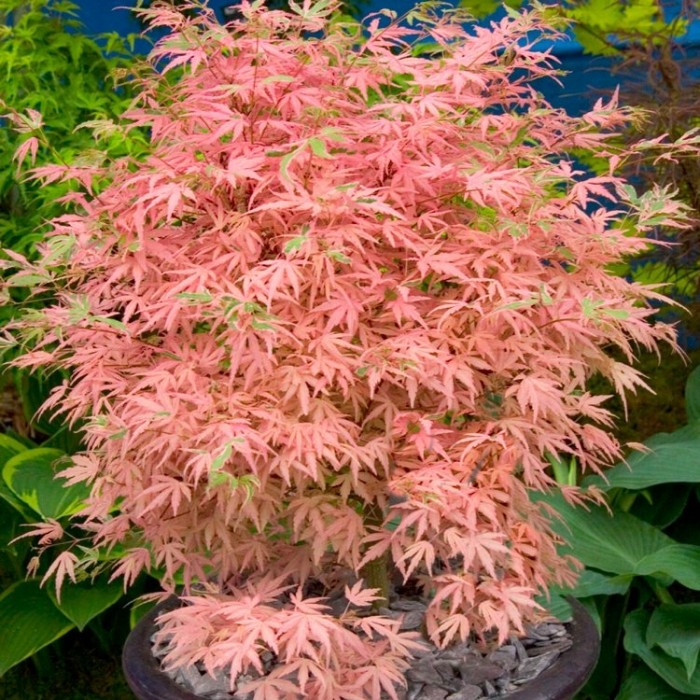 Acer palmatum Taylor - Pink Japanese Maple