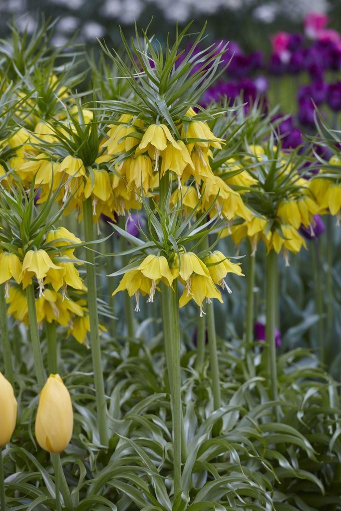 Fritillaria imperialis lutea - Golden Crown Imperial Fritillary