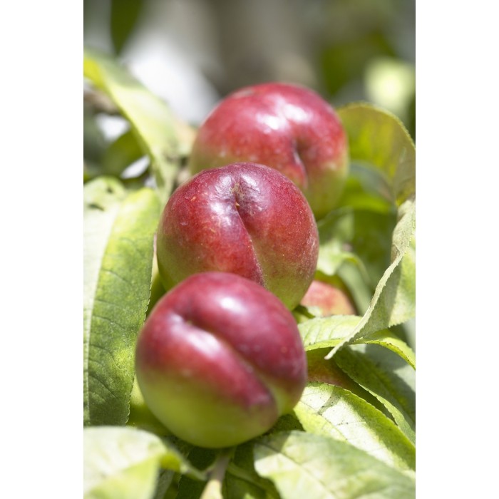 NECTARINE TREE - Prunus Persica var. Nucipersica