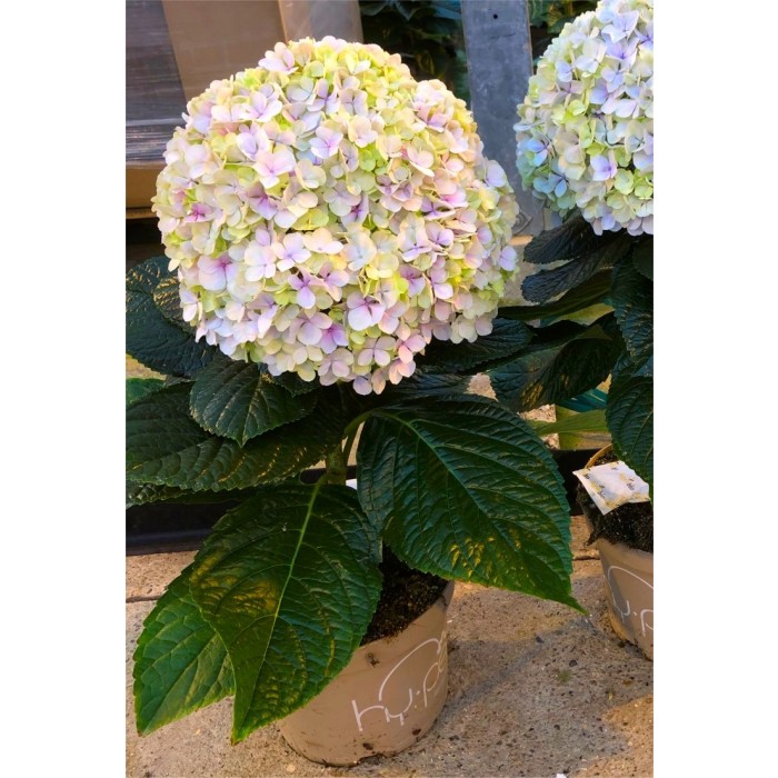 Giant Flowered Hydrangea Avant Garde - Worlds Largest Hydrangea