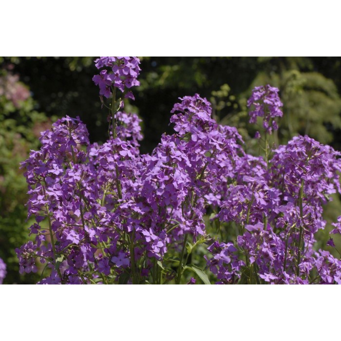 Hesperis matronalis - Sweet Rocket