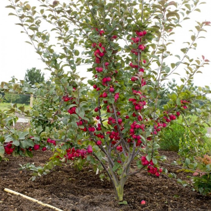 Malus Appletini® - Compact Mini Apple Tree