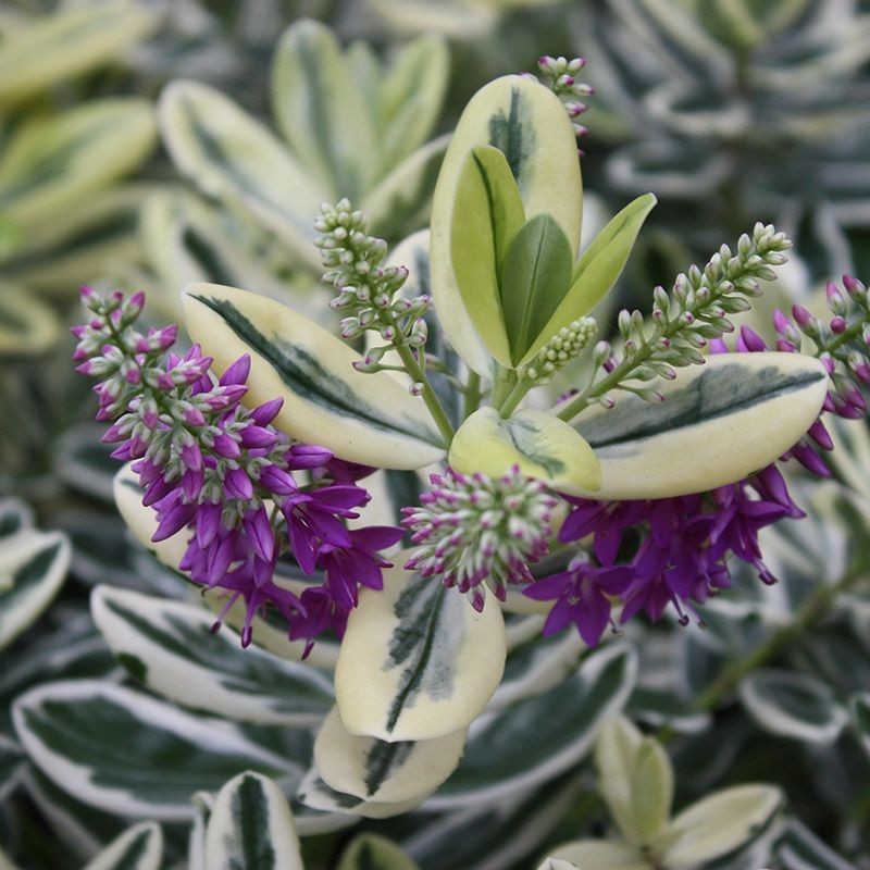 Silver Queen Hebe franciscana Varigata - Shrubby Veronica