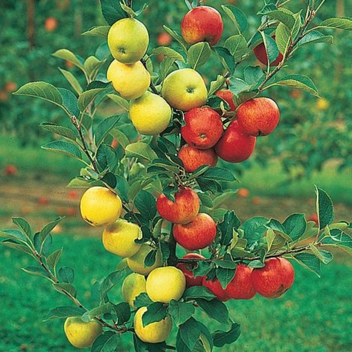 Apple Tree - Duo Tree - Golden Delicious and Gala Apple - Large ...