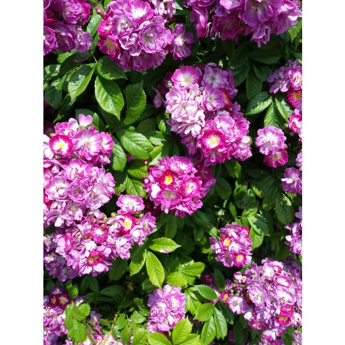 Rambling Rose Perennial Blue