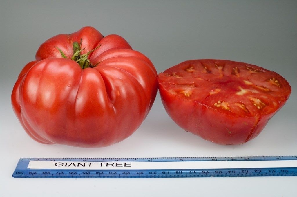 Tomato Plant Giant Tree