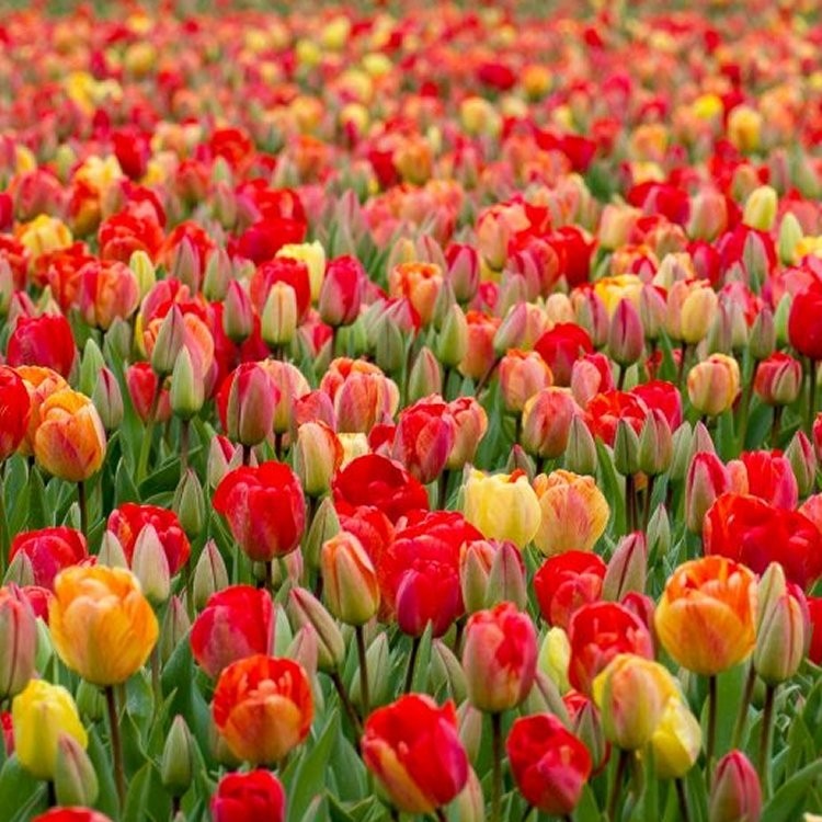 Tulip Gudoshnik Double - Pack of 25 Peony Flowered Double Tulips