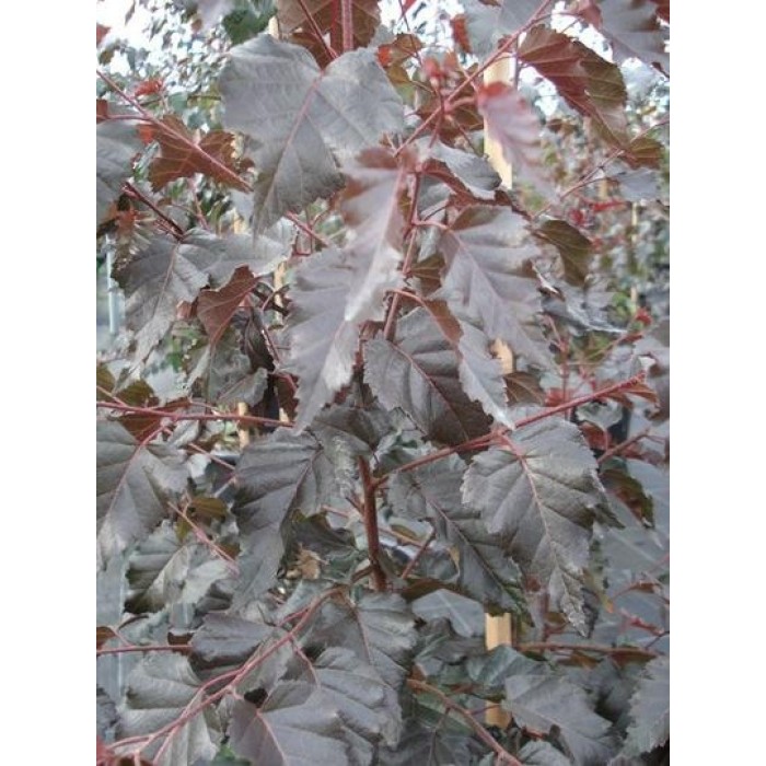 Betula pendula Purpurea - Purple Leaf Birch Tree