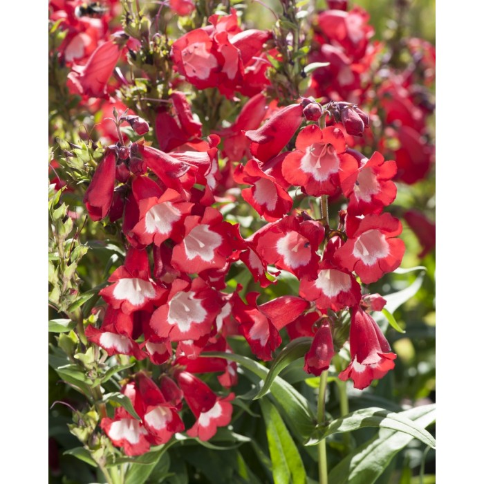 Penstemon Phoenix Red