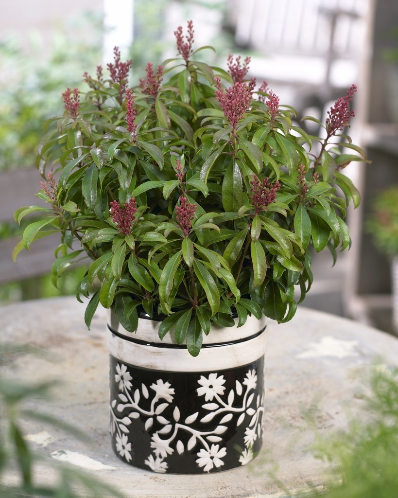 Pieris japonica 'Bonfire'