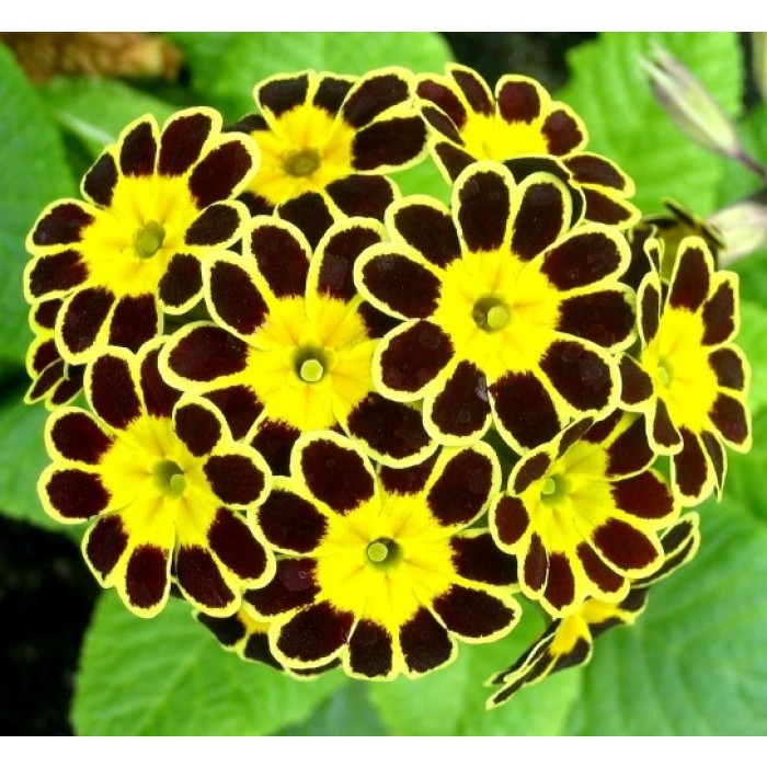 Primula Gold Lace - Gold Laced Polyanthus Plants