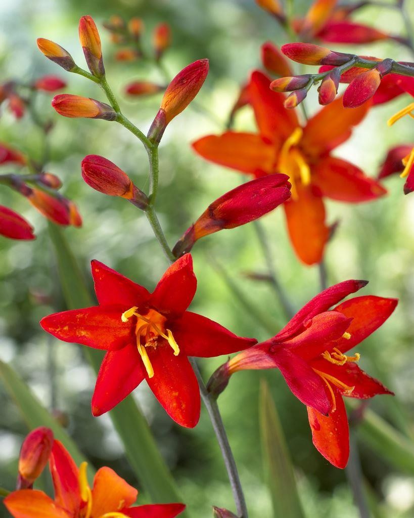 Crocosmia x crocosmiiflora 'Babylon' - Giant Montbretia