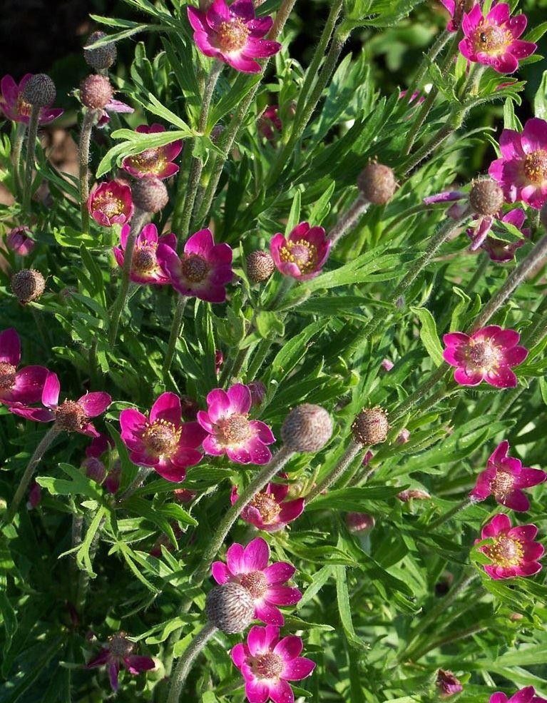 Anemone multifida 'Rubra'