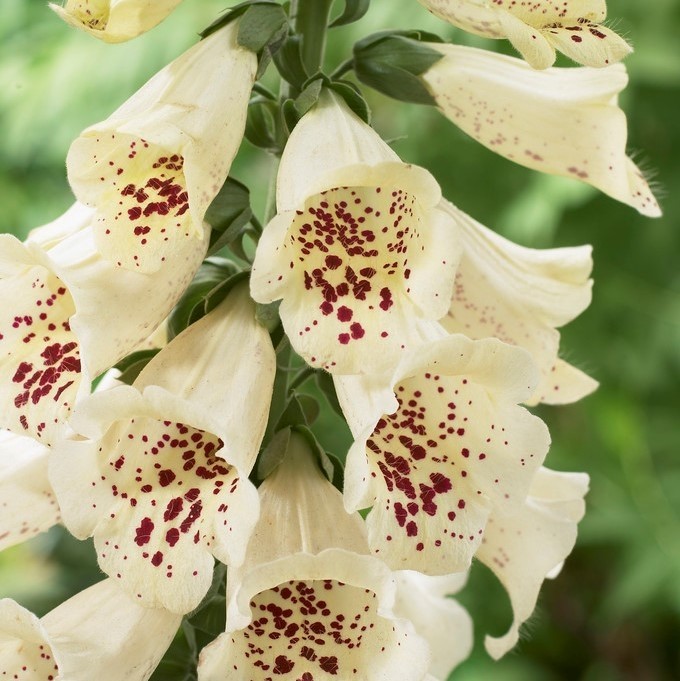 Digitalis purpurea Camelot Cream - Foxgloves