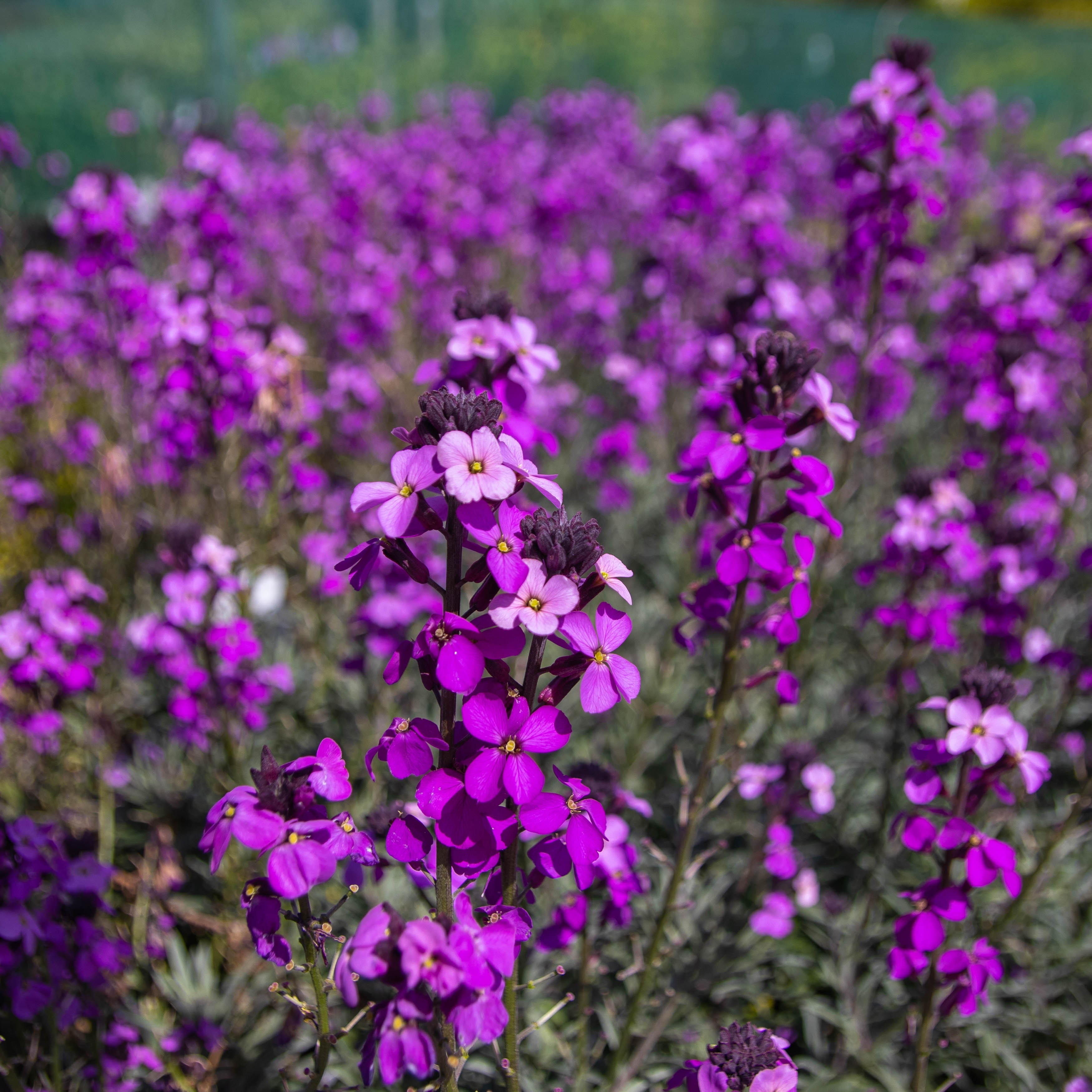 Erysimum Poem Lilac - Perennial Wallflower