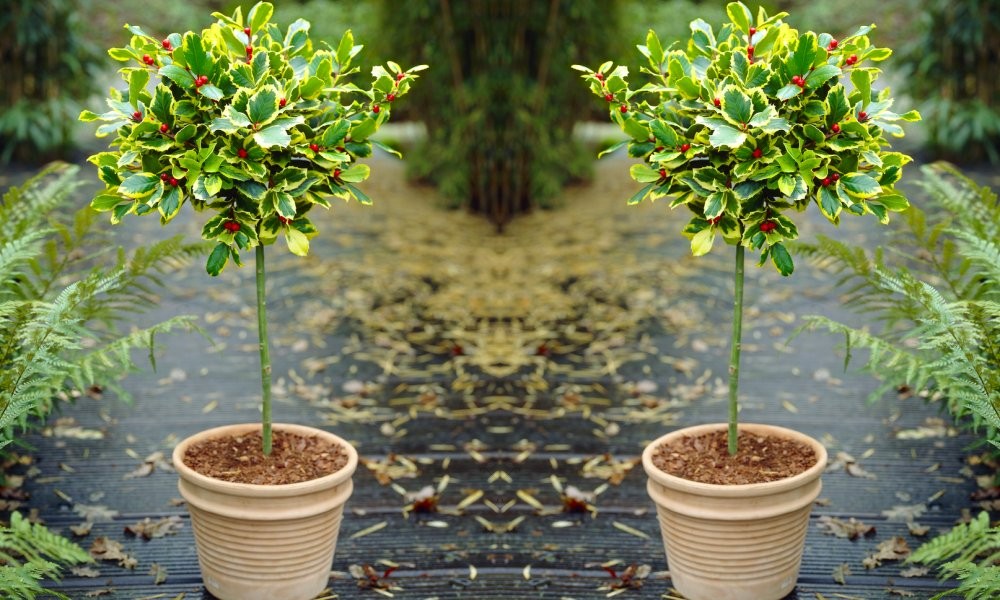 Pair of Gorgeous Golden King Variegated Holly Tree Standards - Perfect ...