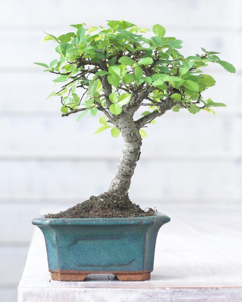 Beautiful Bonsai Tree with Ceramic Dish