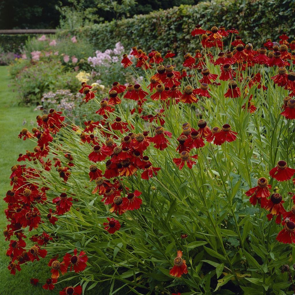 Helenium Moerheim Beauty - Sneezeweed