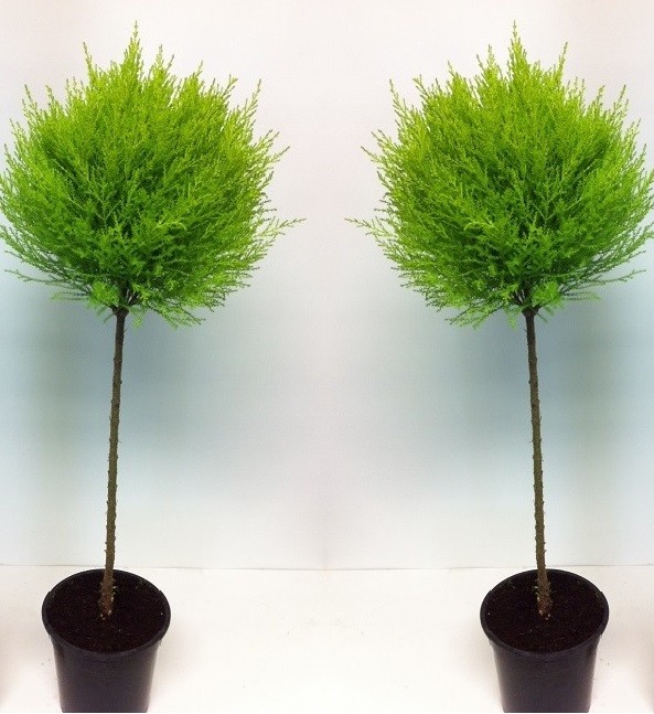 Mini 30cm Lollipop Lemon Cypress Tree