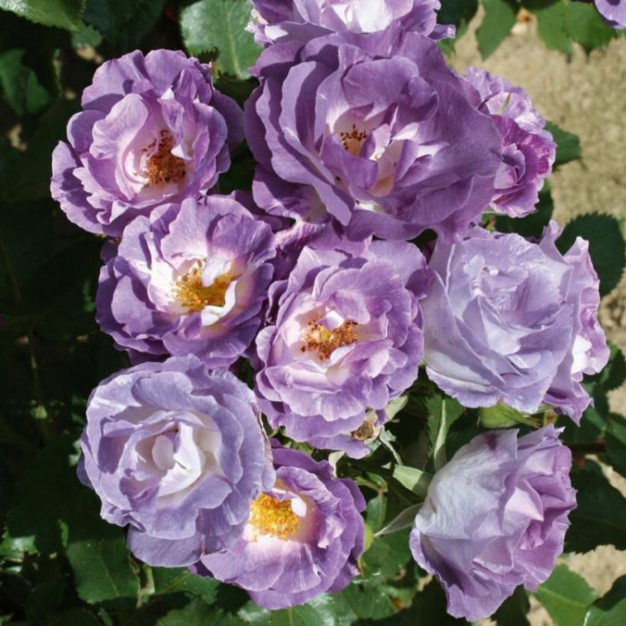 Rose Blue for You - Bush Rose