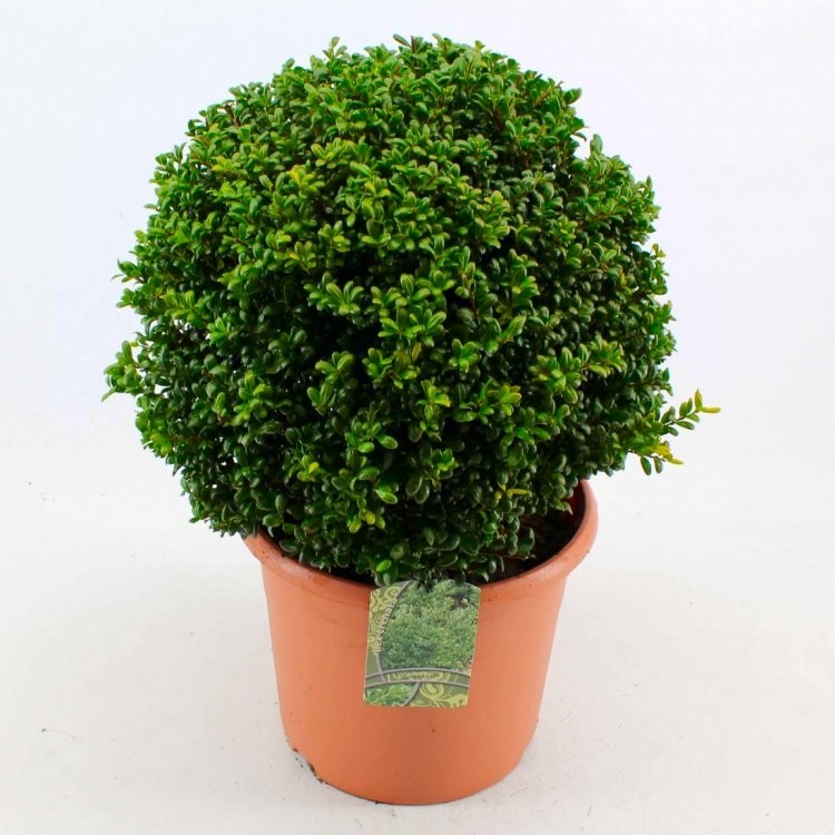 Topiary Ball - Ilex crenata Green Glory - Box leaved Japanese Holly