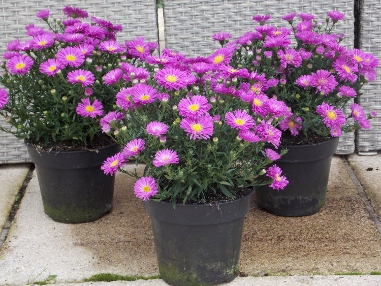 Michaelmas Daisy - Aster Rubin - PINK TOPAZ - Flowering Aster Plants