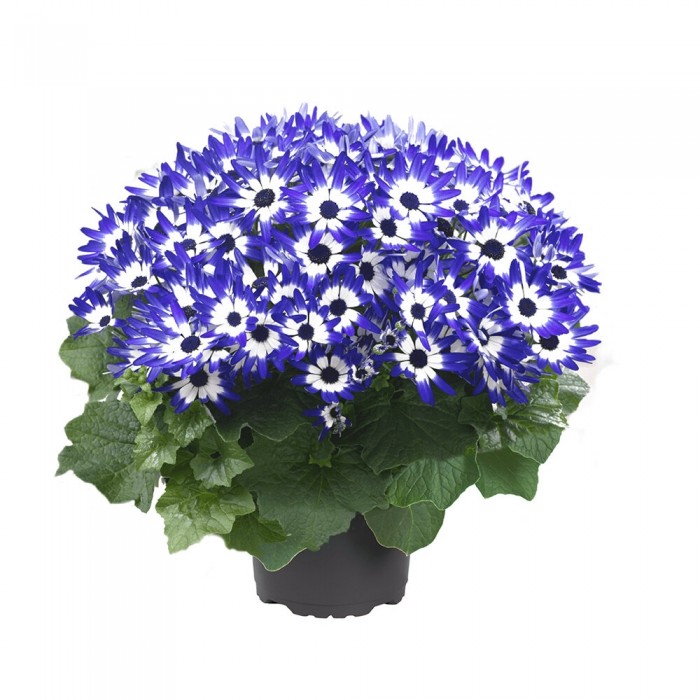 Blue Bicolour Senetti Plant in Bud & Bloom