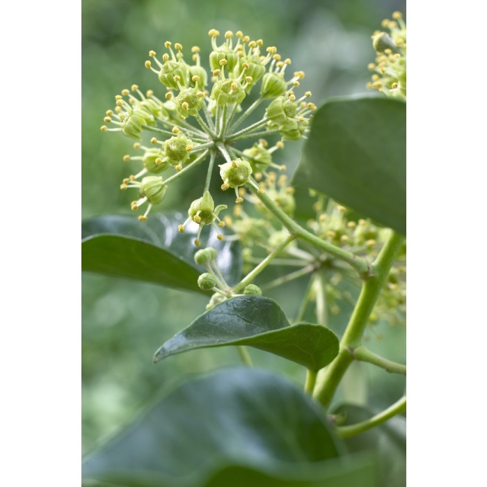 Hedera helix Arborescens - Tree Ivy