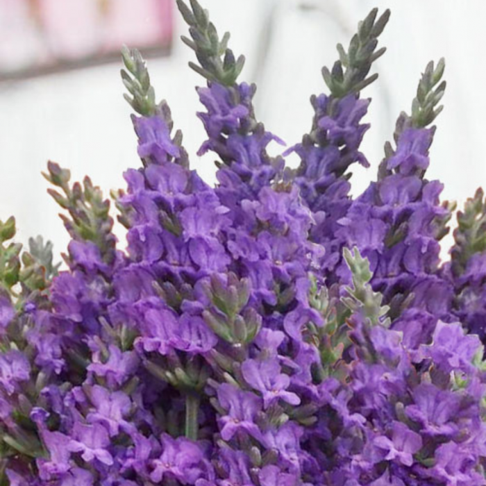 Lavender x intermedia 'Sensational' - Lavandula - Large Flowered Lavender x intermedia 'Sensational' - Lavandula - Large Flowered
