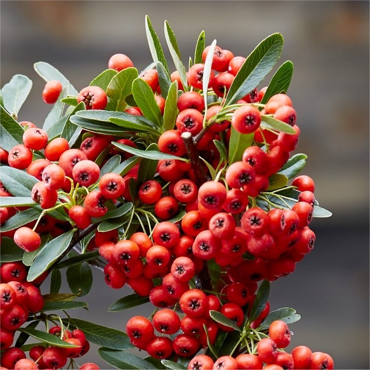 Pyracantha coccinea Red Star - Firethorn