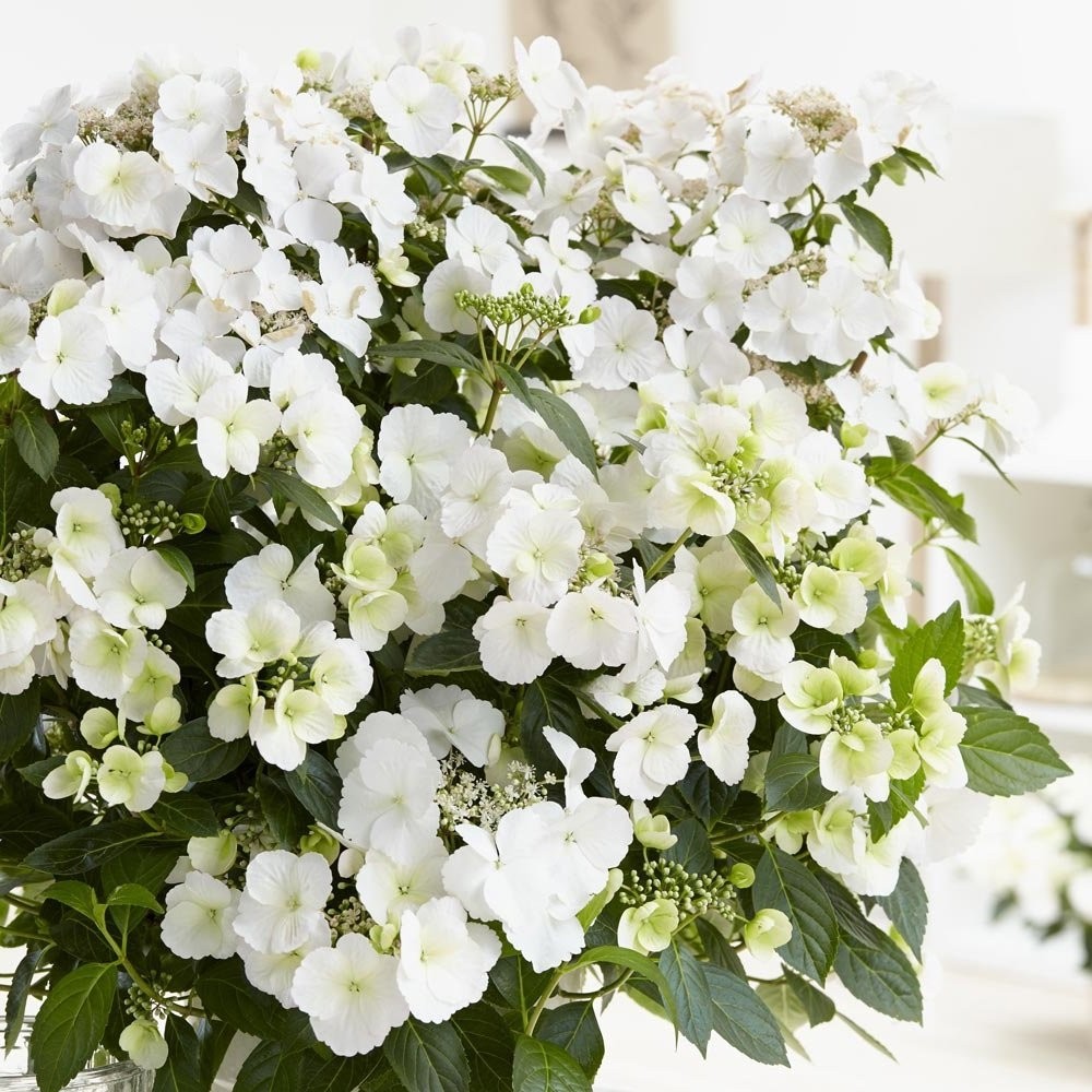 Hydrangea Runaway Bride® - Snow White