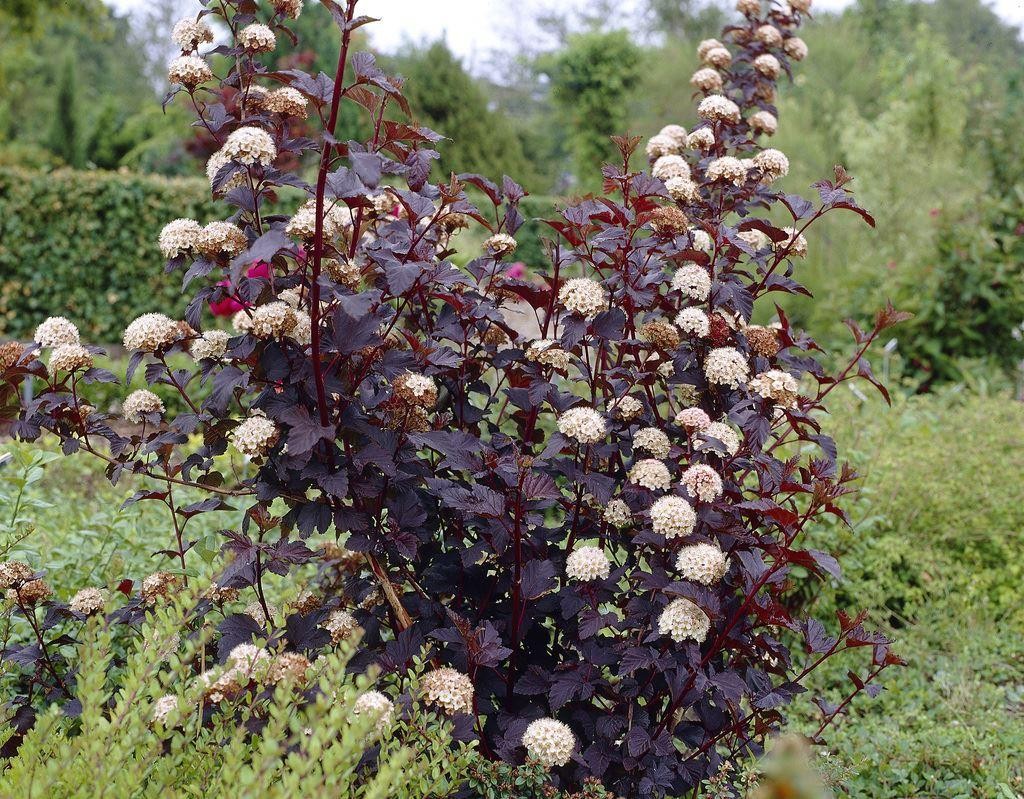 Physocarpus opulifolius Diabolo - Diablo Ninebark
