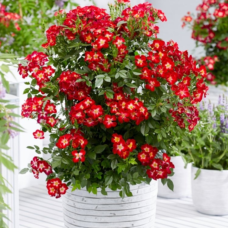 Rose Everglow Ruby