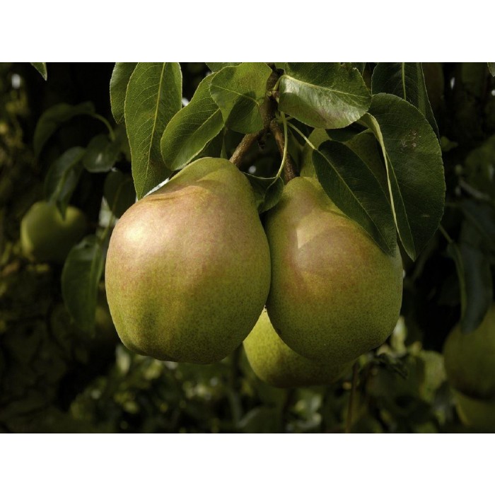 PEAR TREE - Multi-Variety Fruit Tree - PEAR - 5 varieties on one Tree!
