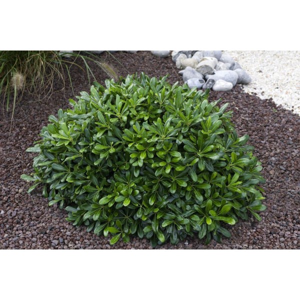 Evergreen shrubs for sale UK | Buy evergreen shrubs online