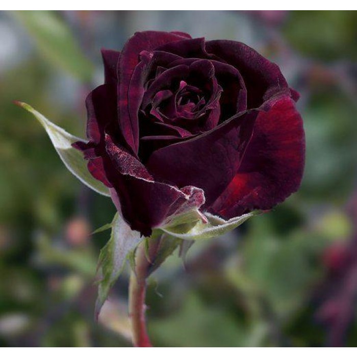 Rose Louis XIV - Shrub Rose