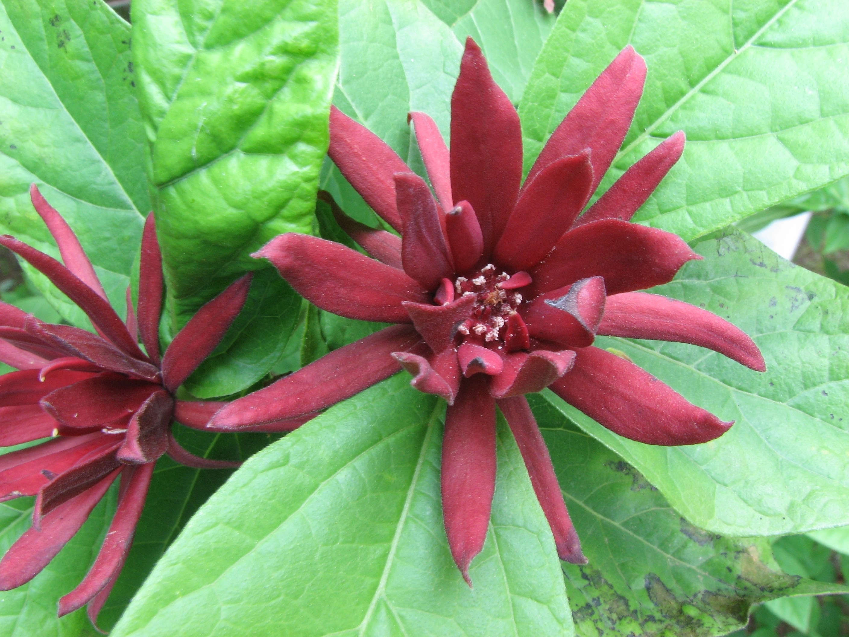 Calycanthus floridus - Carolina Allspice